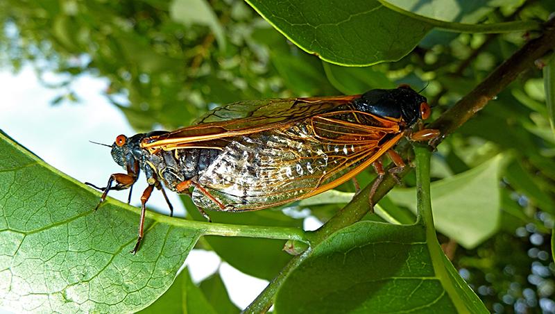 Documentary covering emergence of 17 year cicada brood crowdfunding ...