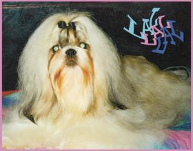 Derek Walmsley - The Wire